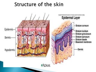 Human Protection Support and Locomotion | PPTX