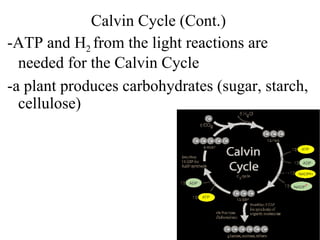 Chapter 8 2 Photosynthesis | PPT