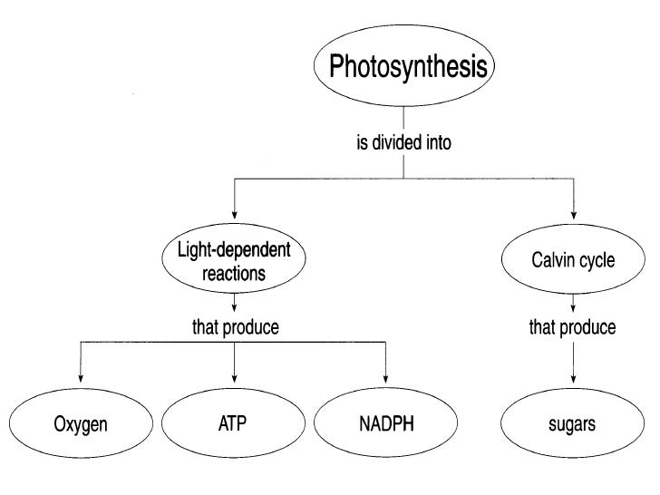 Chapter 8 2 Photosynthesis