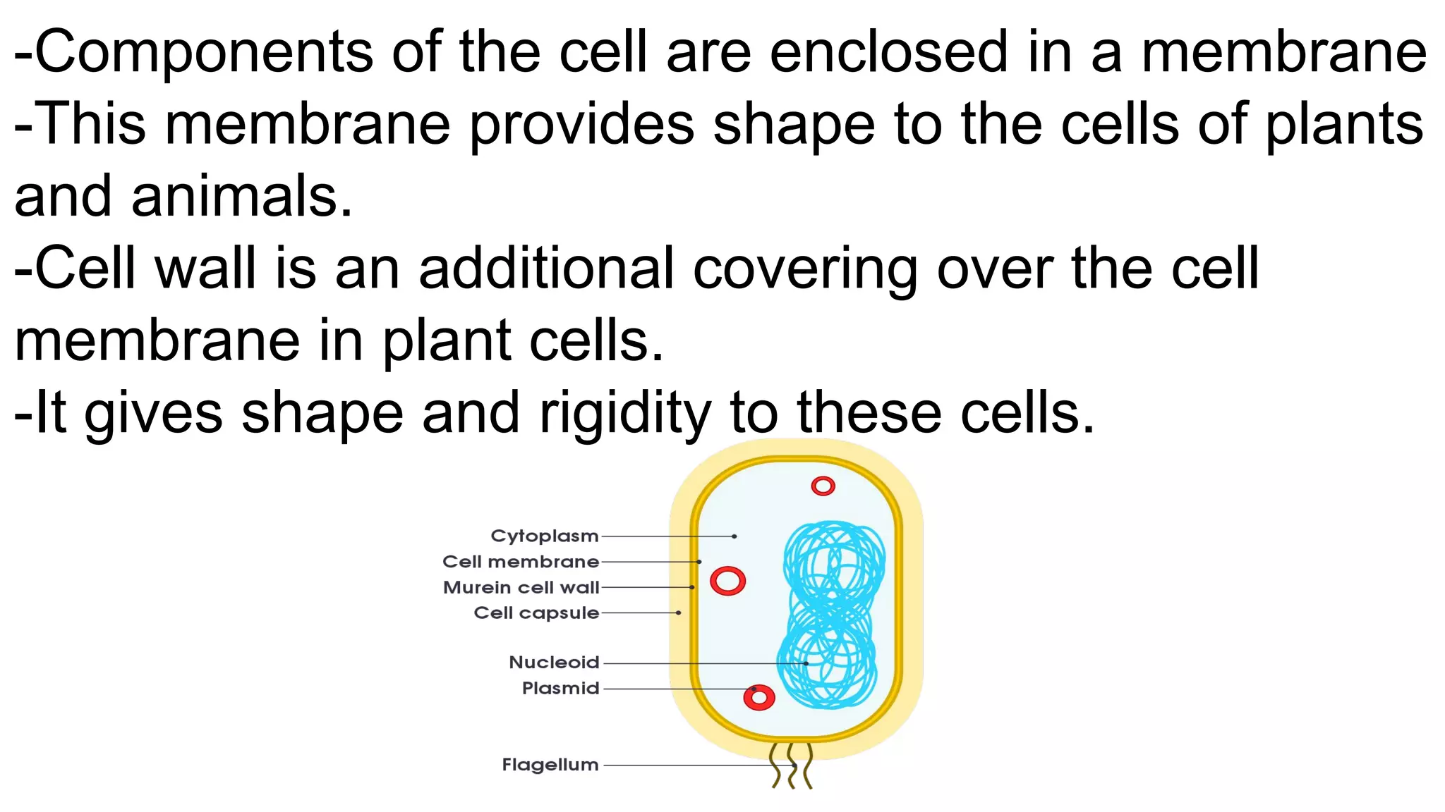 Chapter 8 cells-structure and functions class 8 science | PDF