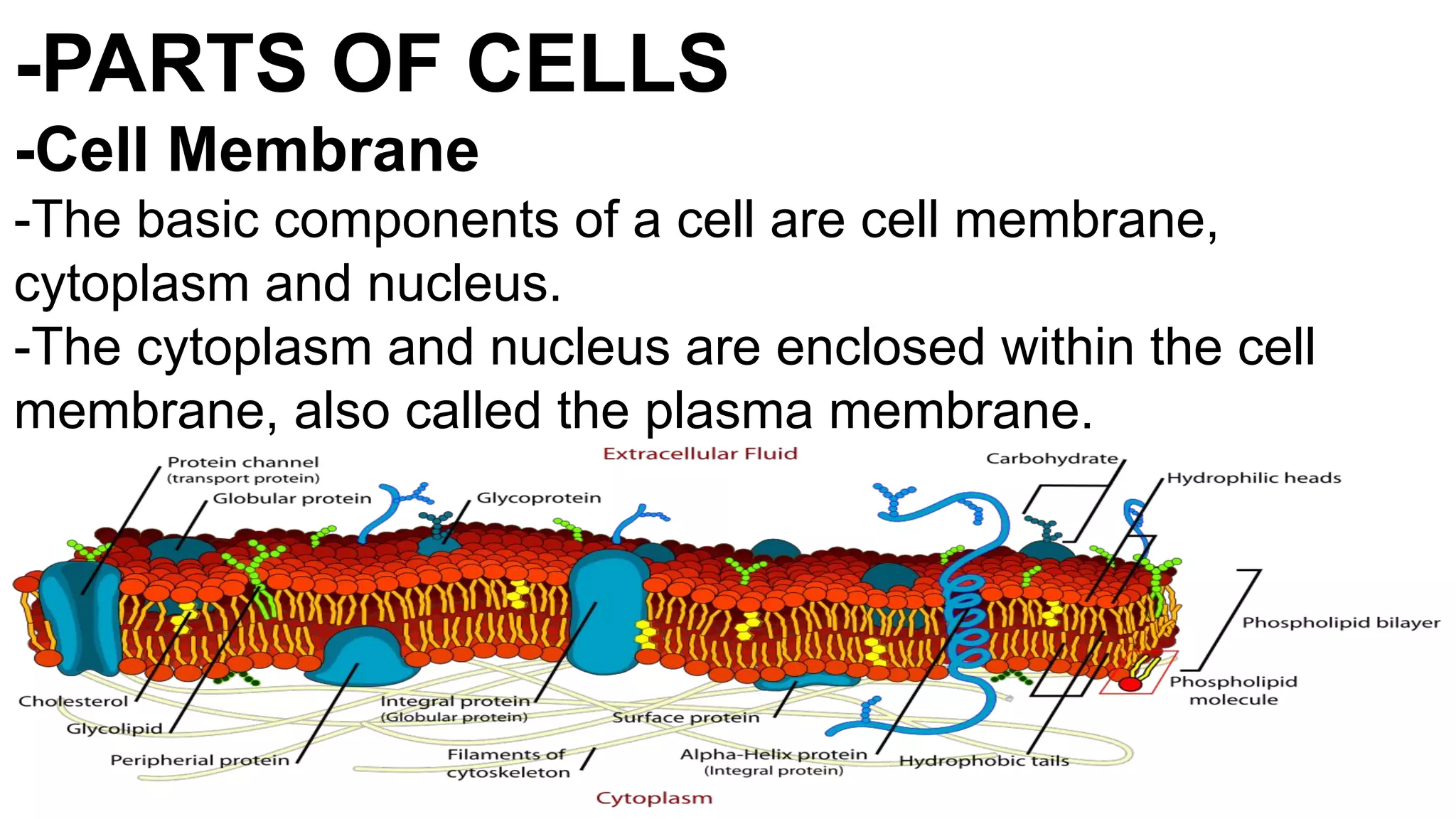 Chapter 8 cells-structure and functions class 8 science | PDF
