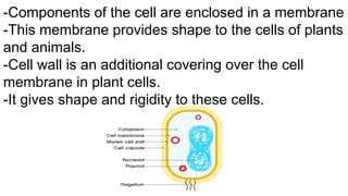 Chapter 8 cells-structure and functions class 8 science | PDF