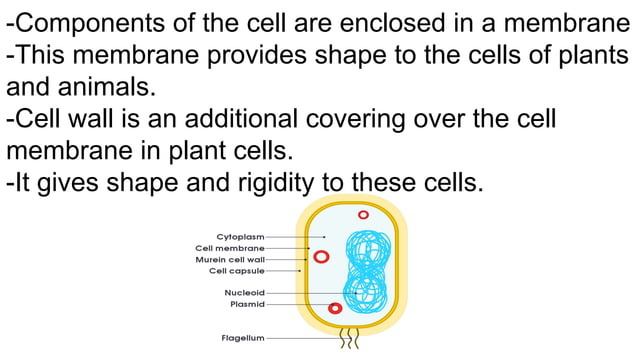 Chapter 8 cells-structure and functions class 8 science | PDF