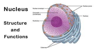Chapter 8 cells-structure and functions class 8 science | PDF