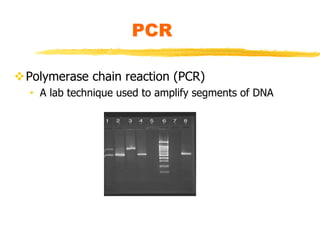 DNA FINGERPRINTING | PPT