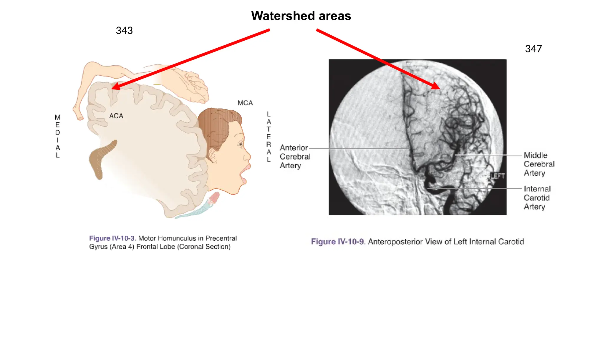 Visual Pathways: Ophthalmology textbook AK khurana comprehensive ...