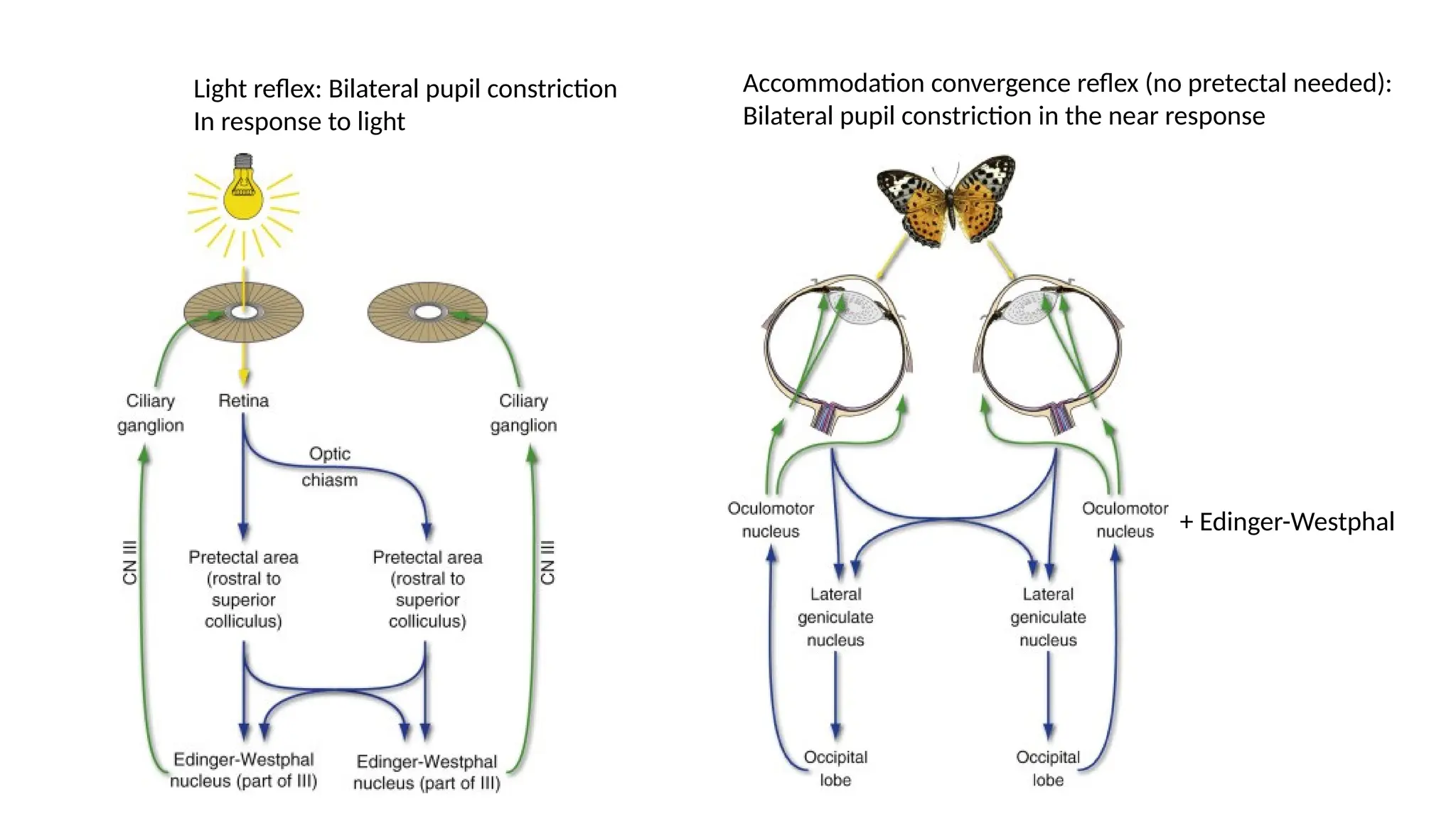 Visual Pathways: Ophthalmology textbook AK khurana comprehensive ...