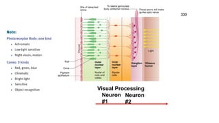 Visual Pathways: Ophthalmology textbook AK khurana comprehensive ophthalmology .pptx