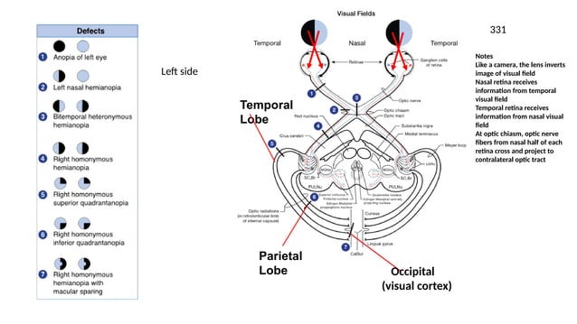 Visual Pathways: Ophthalmology textbook AK khurana comprehensive ...
