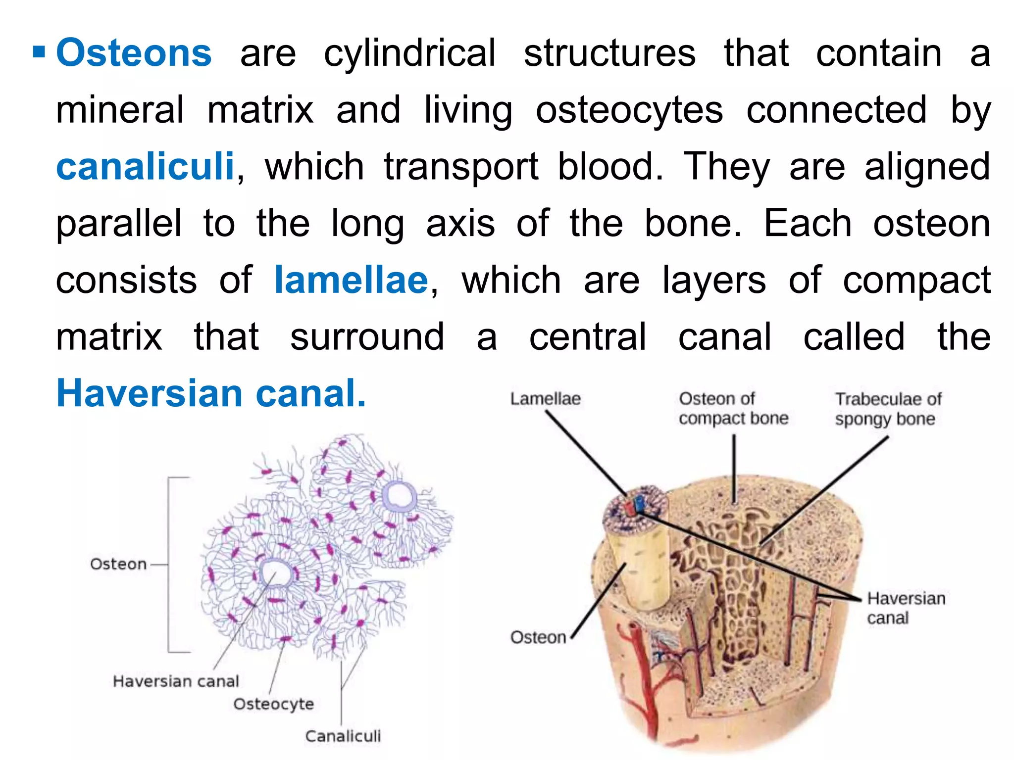 Bone Histology | PPTX