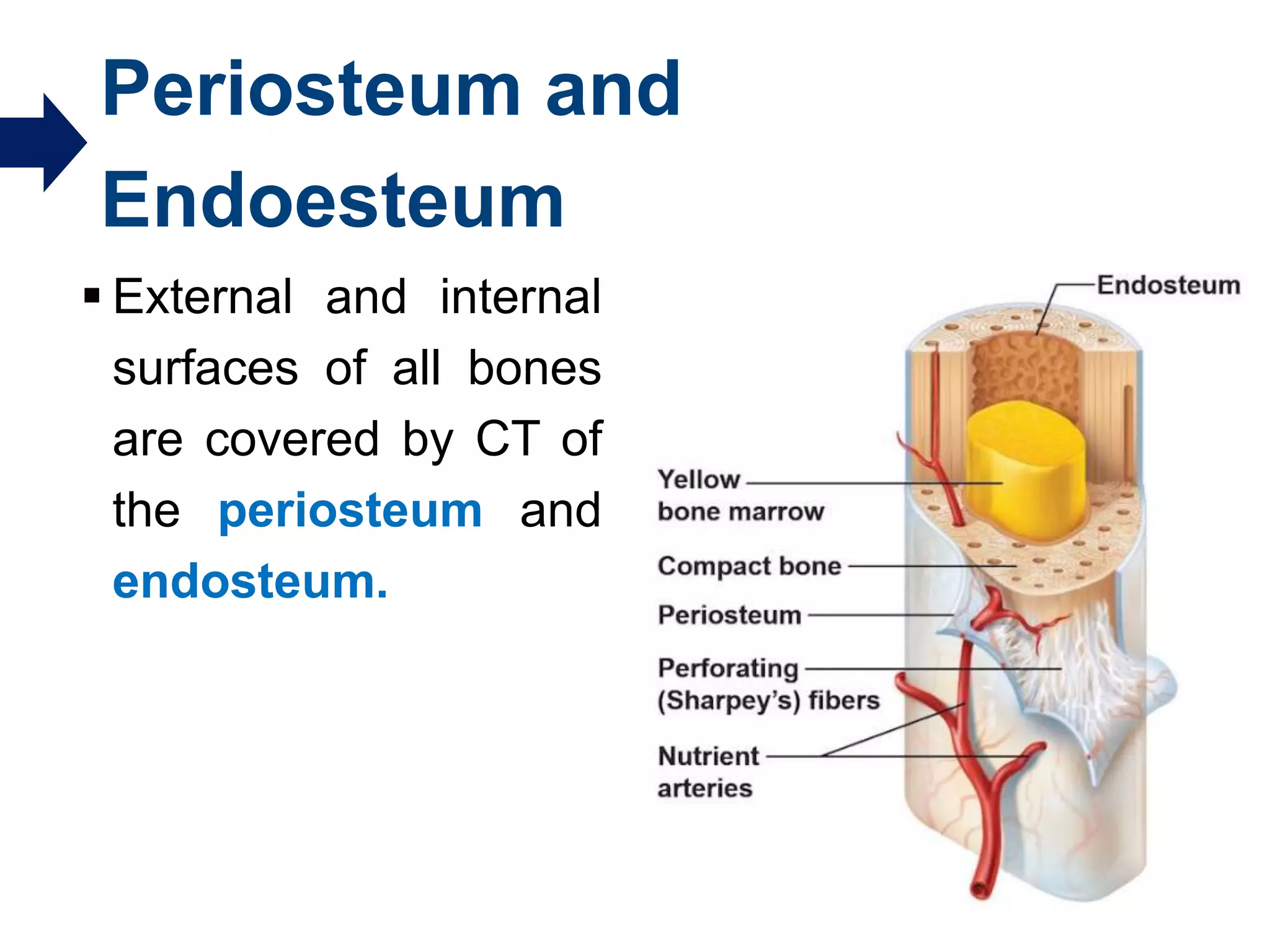 Bone Histology | PPTX