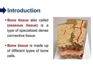 Bone Histology | PPTX
