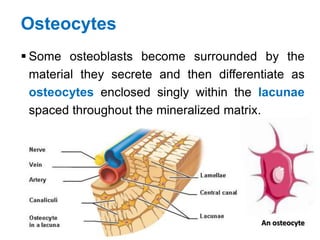 Bone Histology | PPTX