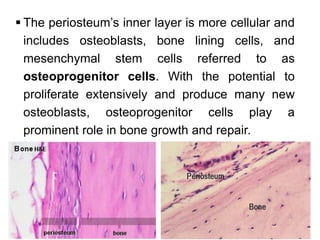 Bone Histology | PPTX