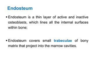 Bone Histology | PPTX