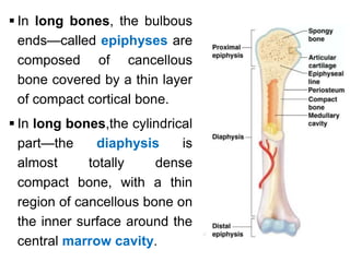 Bone Histology | PPTX
