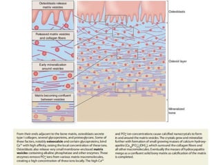 Bone Matrix Collagen