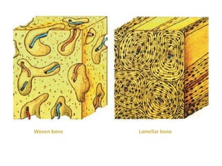 Lamellar Bone Histology