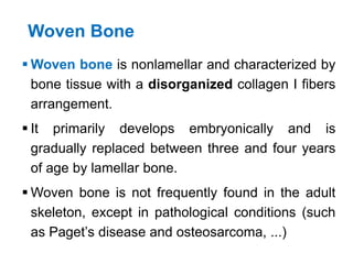 Woven Bone Histology