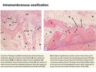 Normal Trabecular Bone Histology