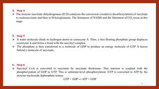 Carbohydrate metabolism | PPTX