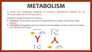 Carbohydrate metabolism | PPTX