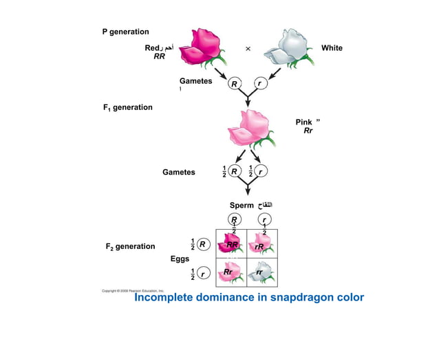 Chapter 8: Genetics [compatibility mode] | PDF