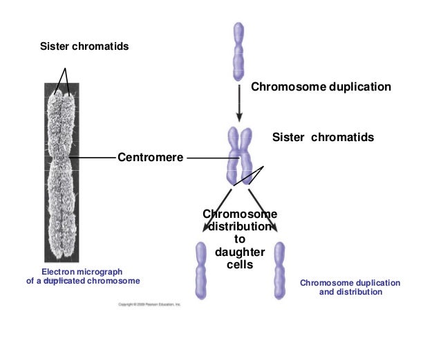 Chromosome Duplication And Distribution During Cell Division