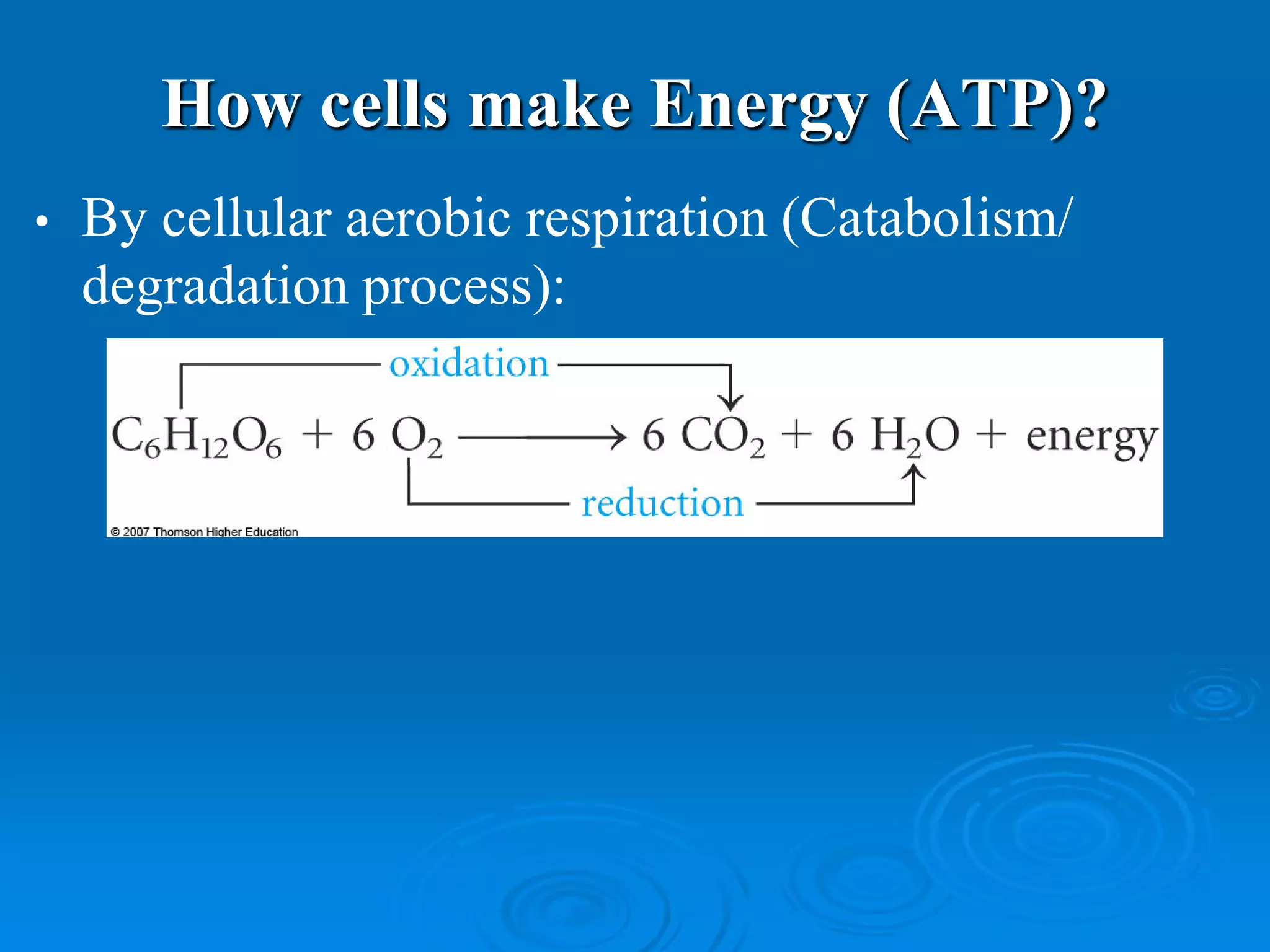 Chapter 8-How cells make ATP-F2022.pdf