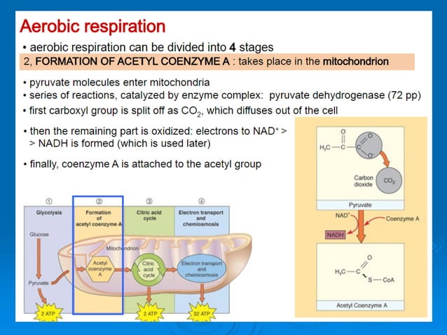 Chapter 8-How cells make ATP-F2022.pdf