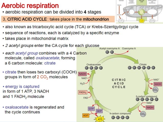 Chapter 8-How cells make ATP-F2022.pdf