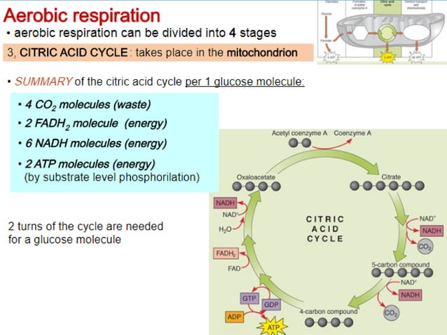 Chapter 8-How cells make ATP-F2022.pdf