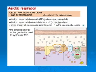 Chapter 8-How cells make ATP-F2022.pdf