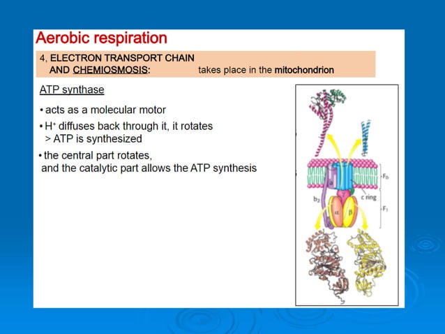 Chapter 8-How cells make ATP-F2022.pdf
