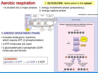 Chapter 8-How cells make ATP-F2022.pdf