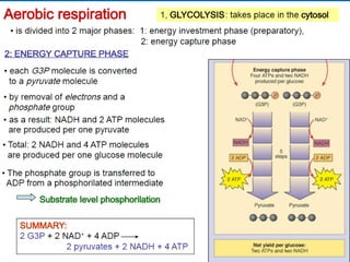 Chapter 8-How cells make ATP-F2022.pdf