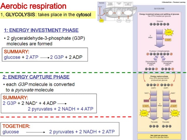 Chapter 8-How cells make ATP-F2022.pdf