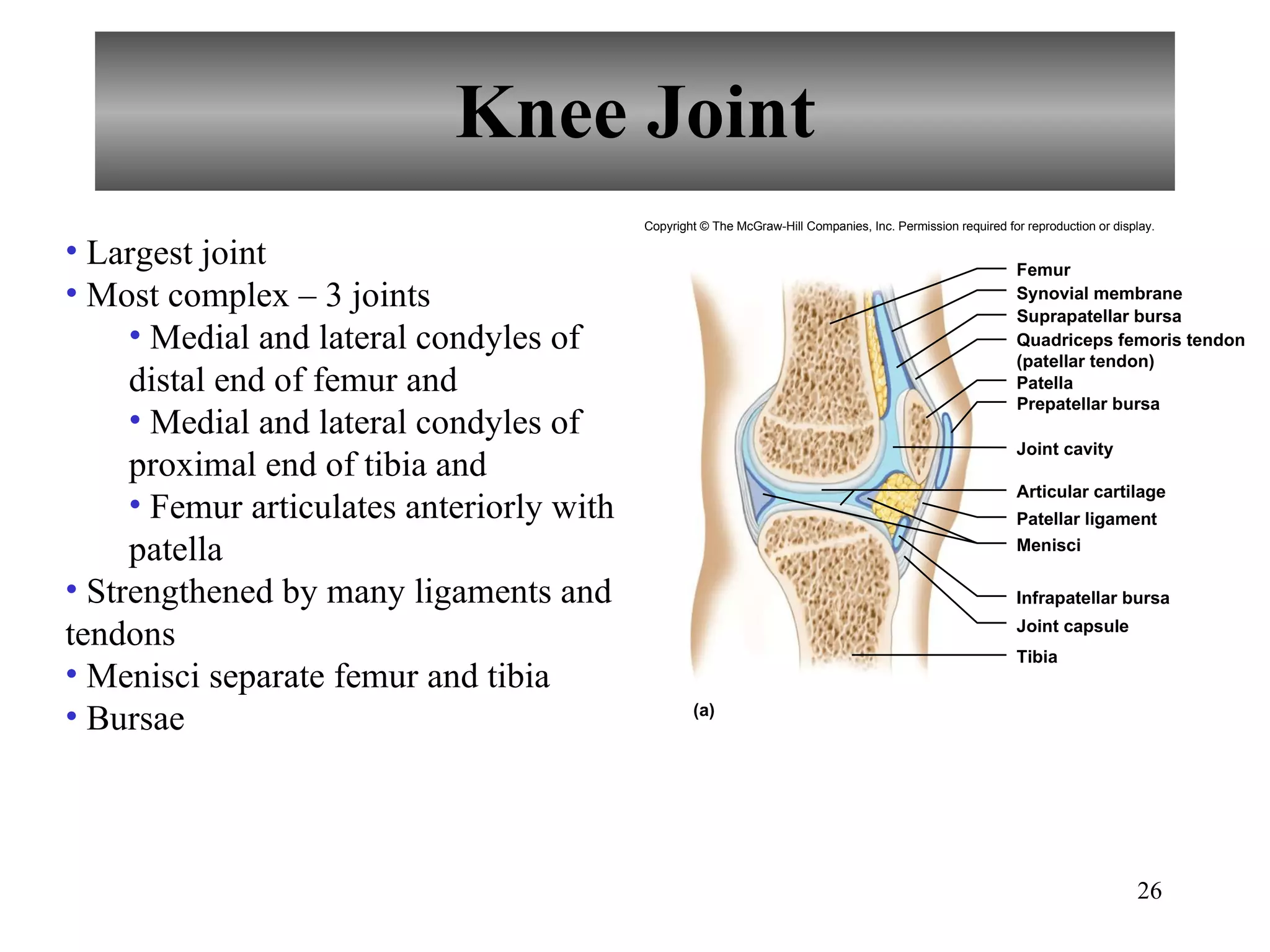 Chapter 8 Joints of the Skeletal System | PPT | Death, Injury, or ...