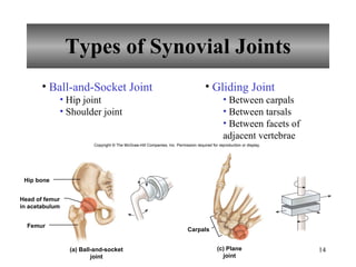 Chapter 8 Joints of the Skeletal System | PPT