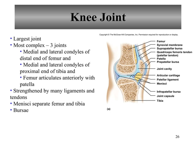 Chapter 8 Joints of the Skeletal System | PPT
