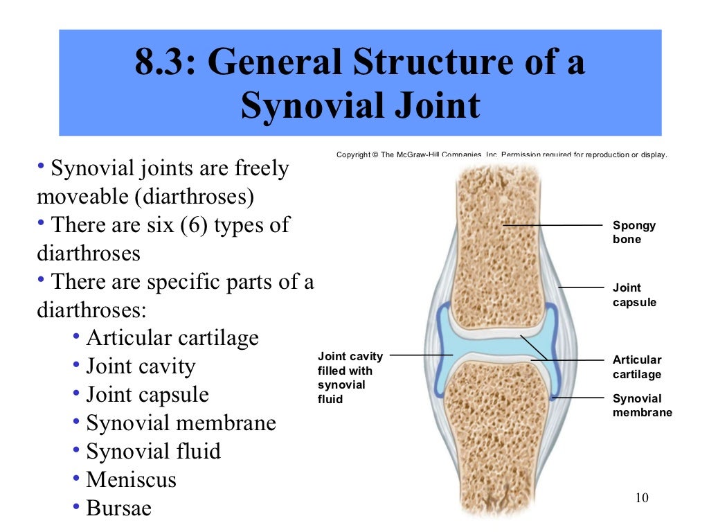 Chapter 8 Joints Of The Skeletal System Chapter 8 Joints Of The Skeletal System