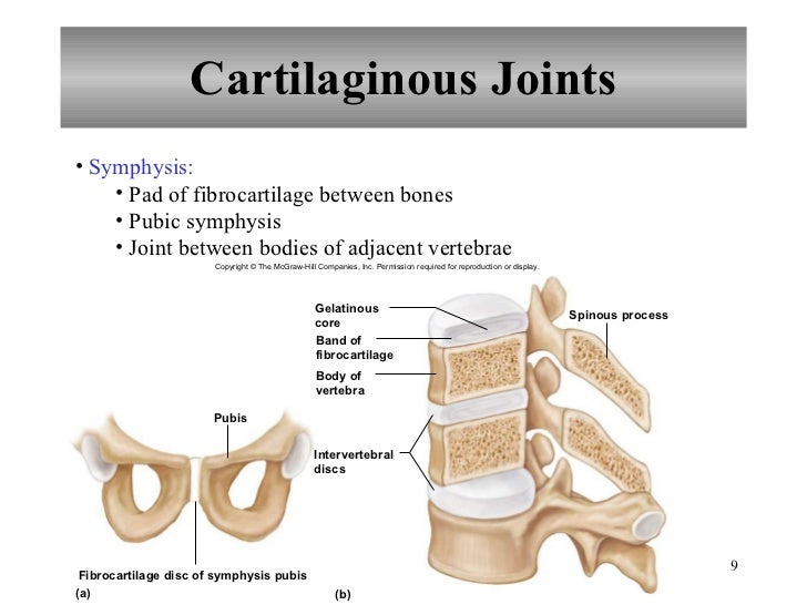 Chapter 8 Joints of the Skeletal System