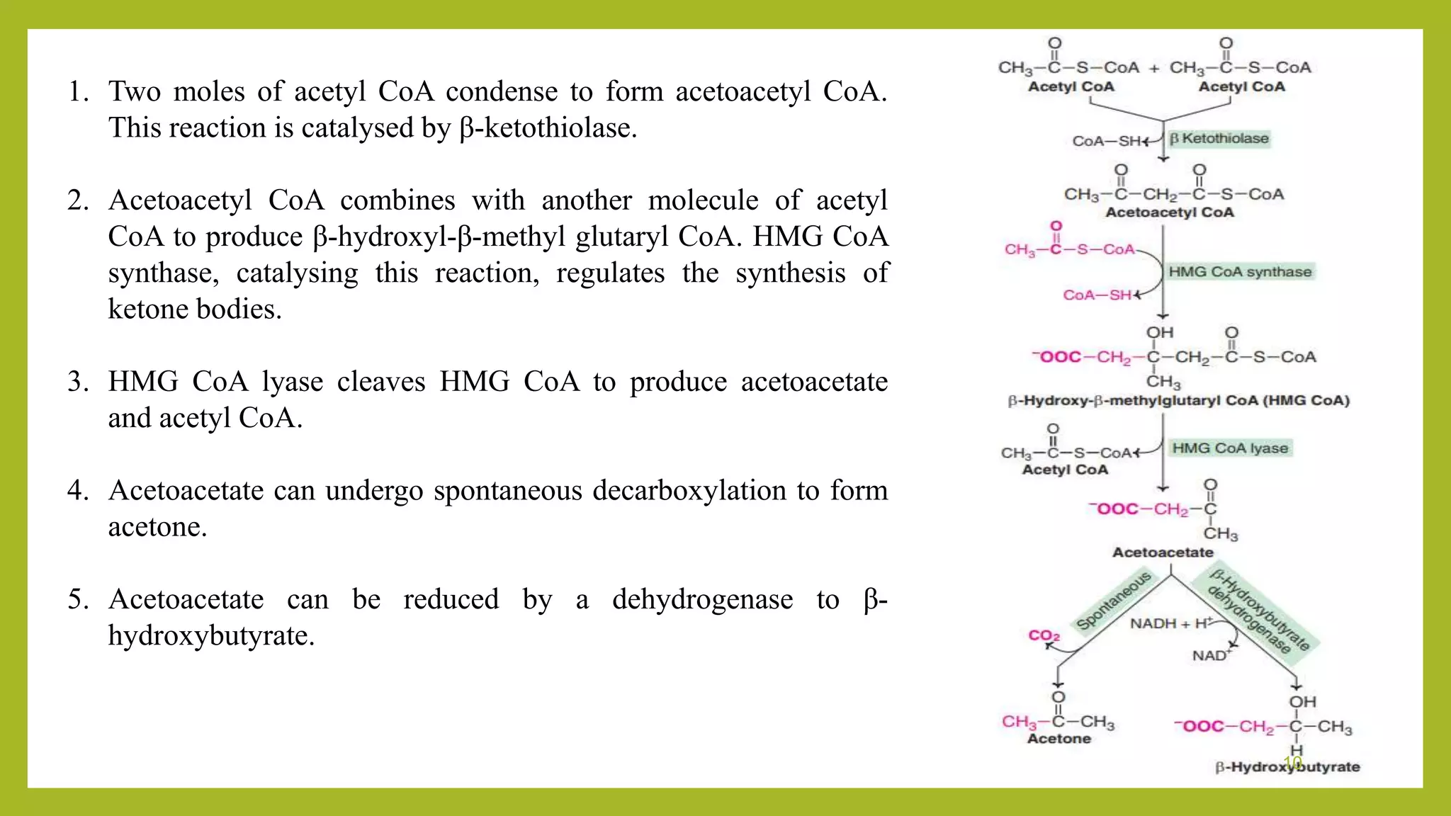 Lipid metabolism | PPTX