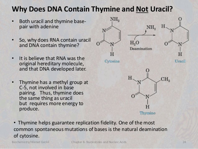 Uracil Rna