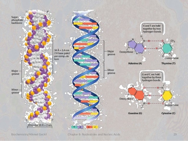 Chapter 8: nucleic acids