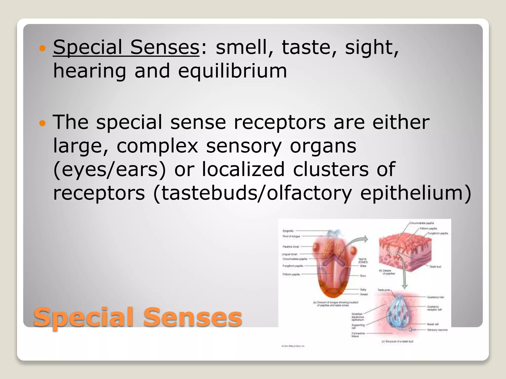 Chapter 8 special senses | PPTX