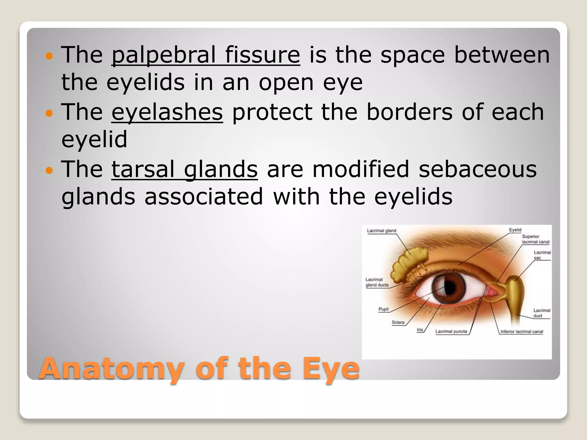 Chapter 8 special senses | PPTX