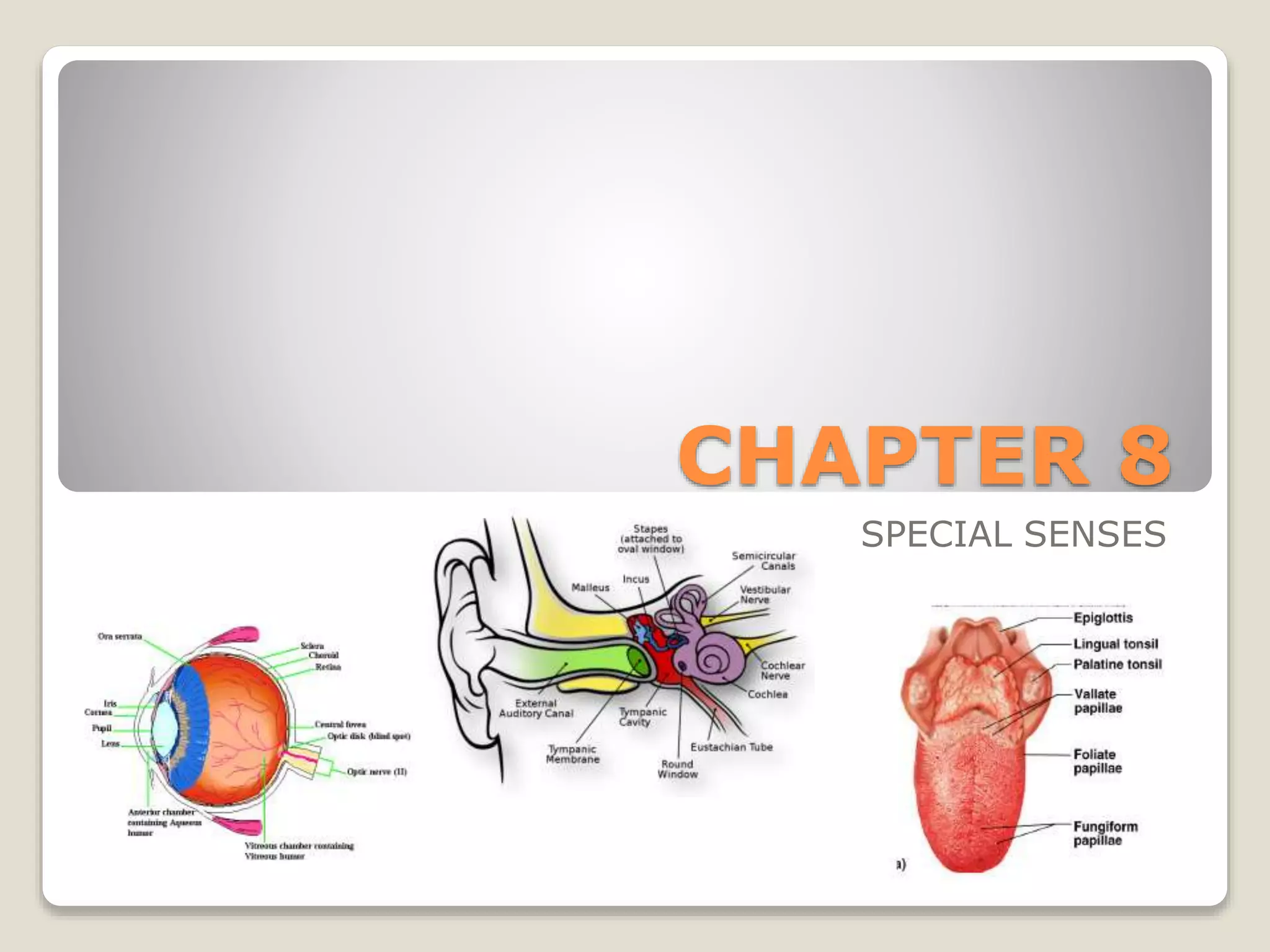 Chapter 8 - Special Senses | PPTX