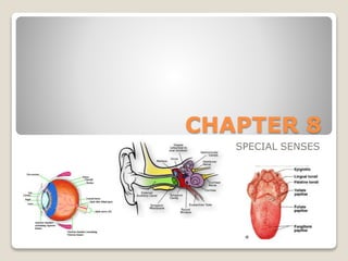 Chapter 8 - Special Senses | PPTX