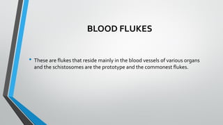 Trematodes chapter 8 parasitology course | PPT